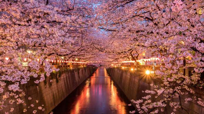Tour del Giappone: Hanami, la fioritura dei ciliegi | CostaClub