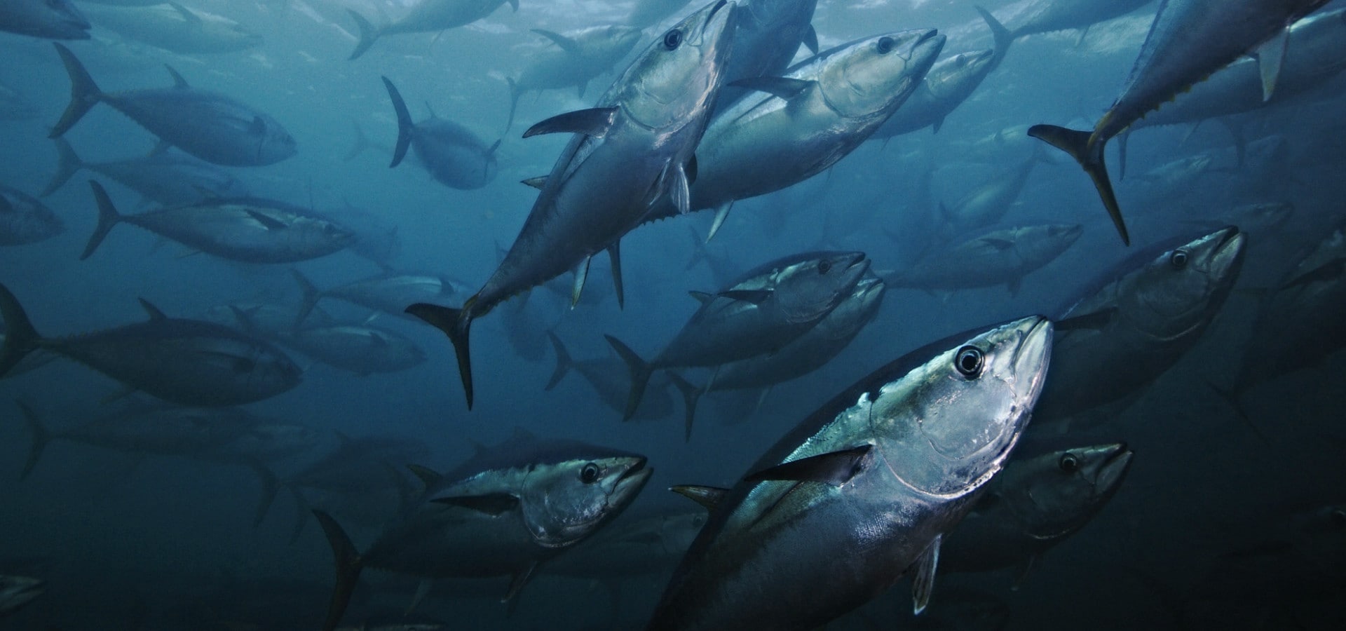 Il tonno, il pesce principe del Mediterraneo | CostaClub