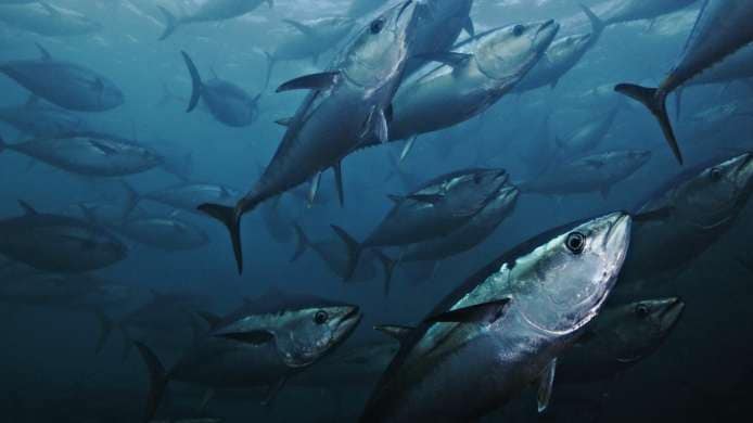 Il tonno, il pesce principe del Mediterraneo | CostaClub