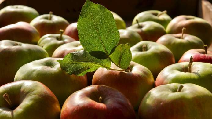 La mela, il frutto della salute | CostaClub
