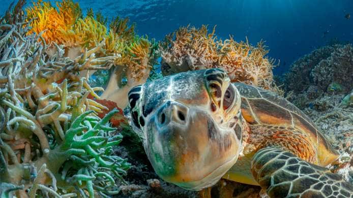 Le 11 Isole e Spiagge più belle delle Filippine | Costa Crociere