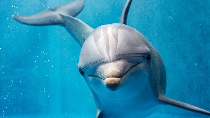 Acquario di Valencia, una gemma cittadina da visitare | C-Magazine