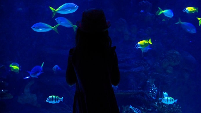Acquario di Valencia, una gemma cittadina da visitare | C-Magazine