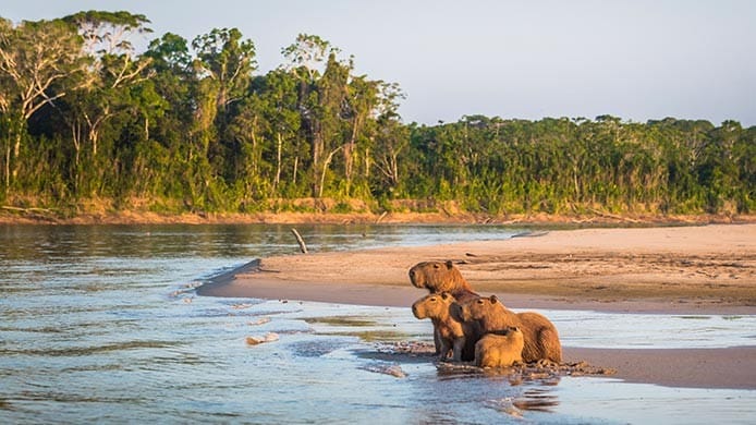 Foresta Amazzonica: un'immersione nella natura | C-Magazine