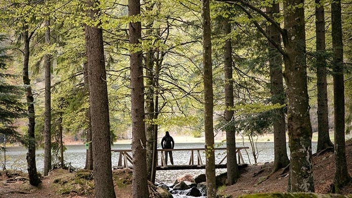 Foresta Nera: una delle mete imperdibili in Germania | C-Magazine