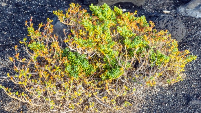 Parco Nazionale Timanfaya | C-Magazine