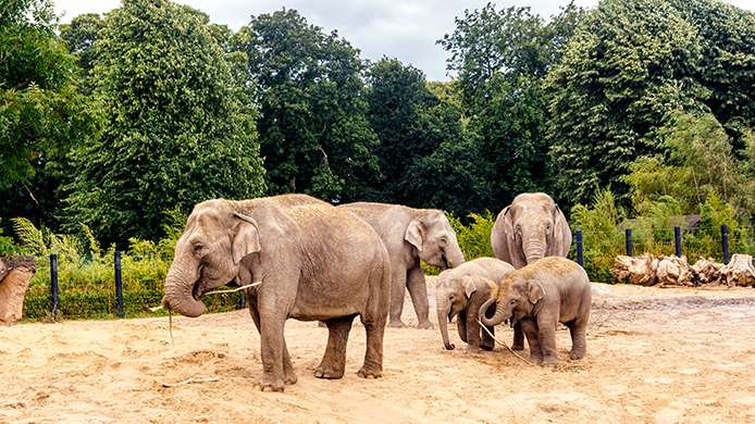 Phoenix Park: visita al parco e informazioni | C-Magazine