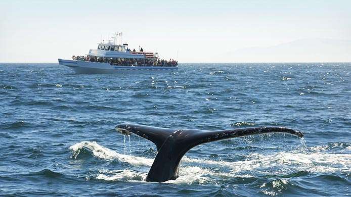 Dove vedere le balene in Italia - Whale Watching | C-Magazine