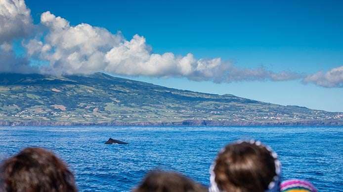Dove vedere le balene in Italia - Whale Watching | C-Magazine
