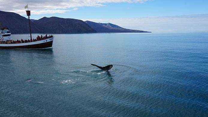 Dove vedere le balene in Italia - Whale Watching | C-Magazine