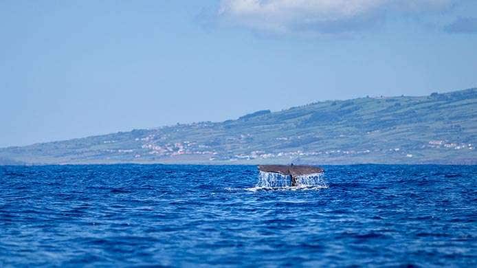 Dove vedere le balene in Italia - Whale Watching | C-Magazine