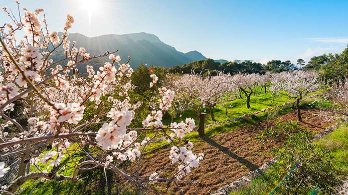 L’itinerario “in fiore”. Ci guiderà il profumo