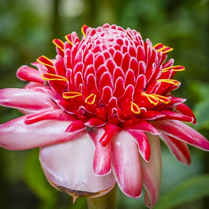 Crociera ai Caraibi: prezzi e offerte vacanze Antille | Costa Crociere